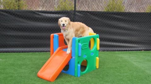 Home - Wagging Tails Pet Resort